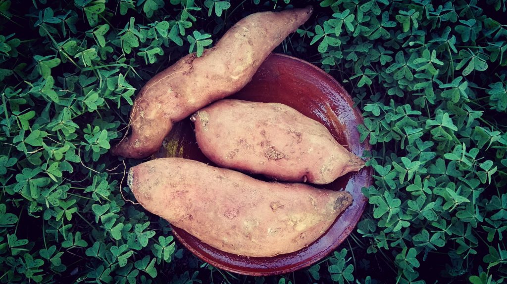Patate douce rouge 1 Kg - Le potager du soleil
